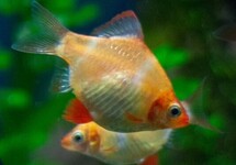 BARBS | Ruinemans Aquarium Inc.